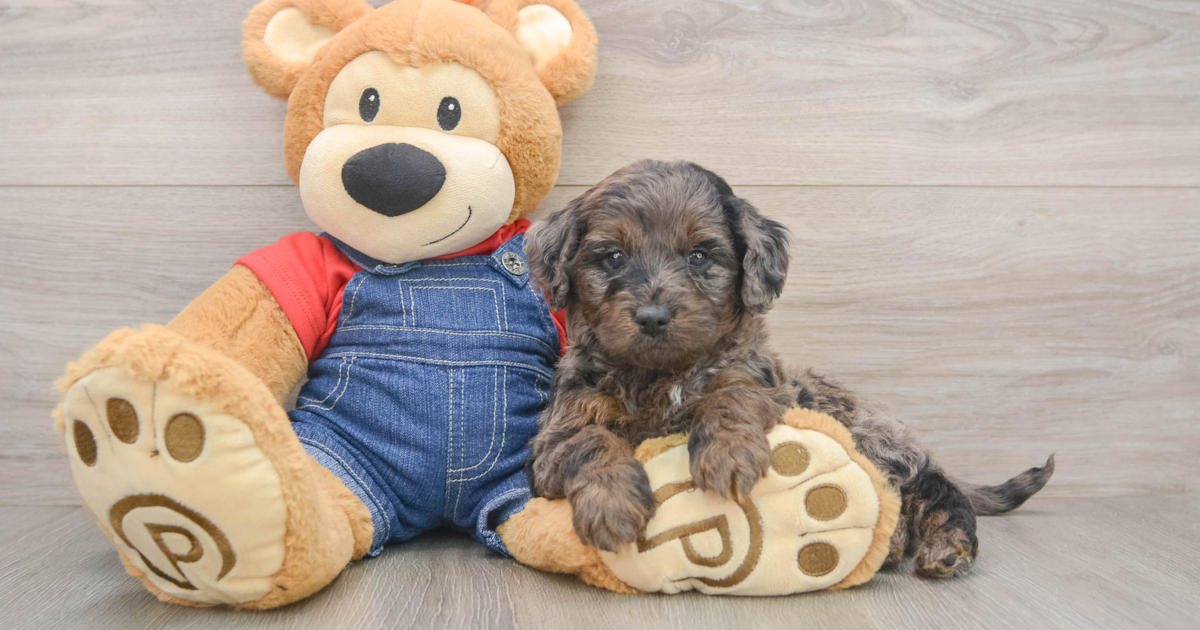 Smart Mini Goldendoodle Tesla: 4lb 6oz Doodle Puppy