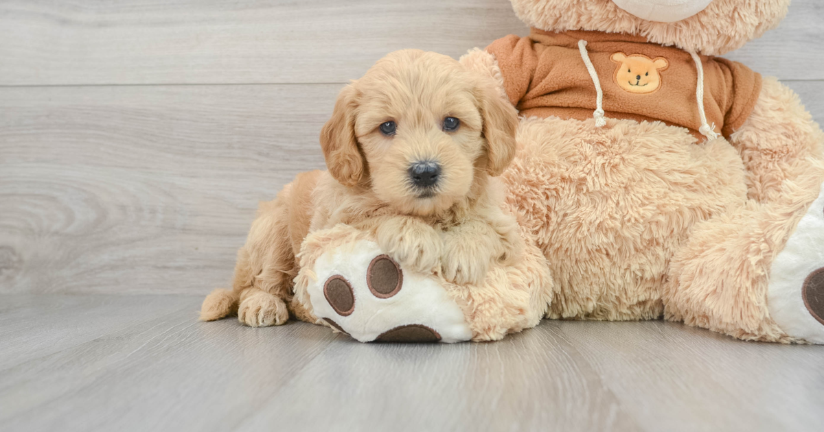 Fluffy Mini Goldendoodle Tiff: 6lb 8oz Doodle Puppy