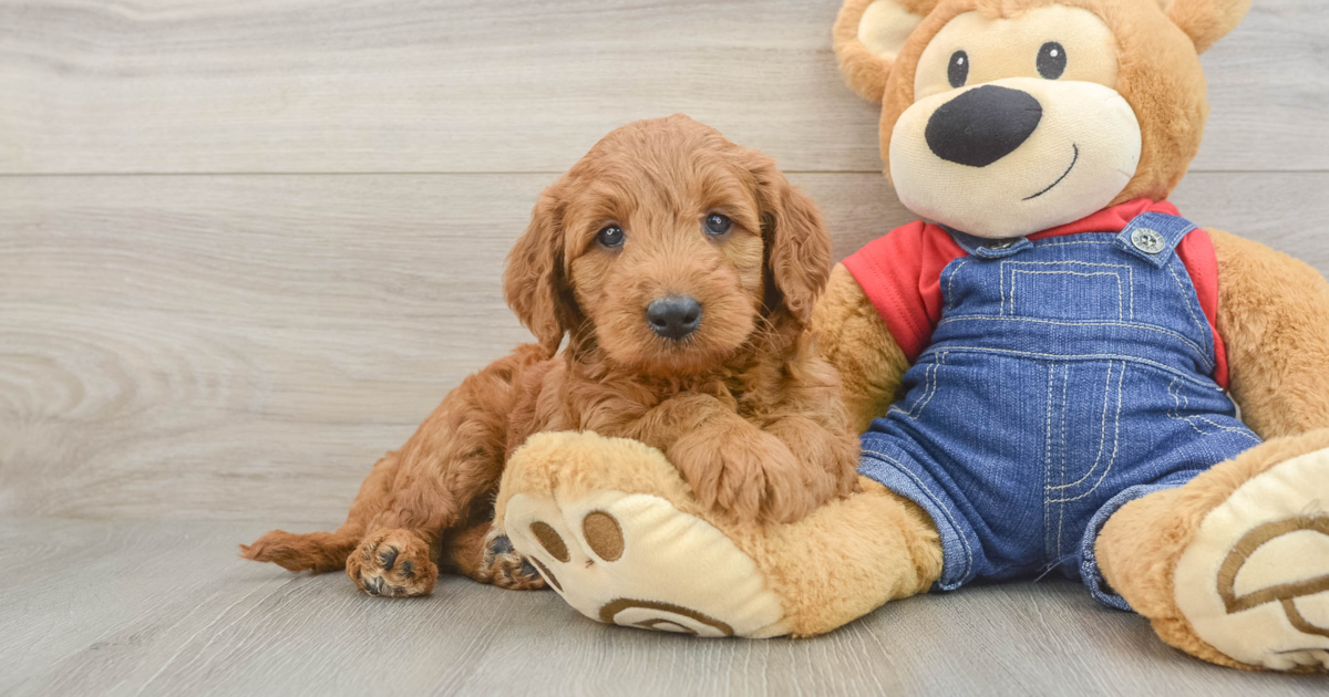 Little Mini Goldendoodle Timberlake: 8lb 6oz Doodle Puppy