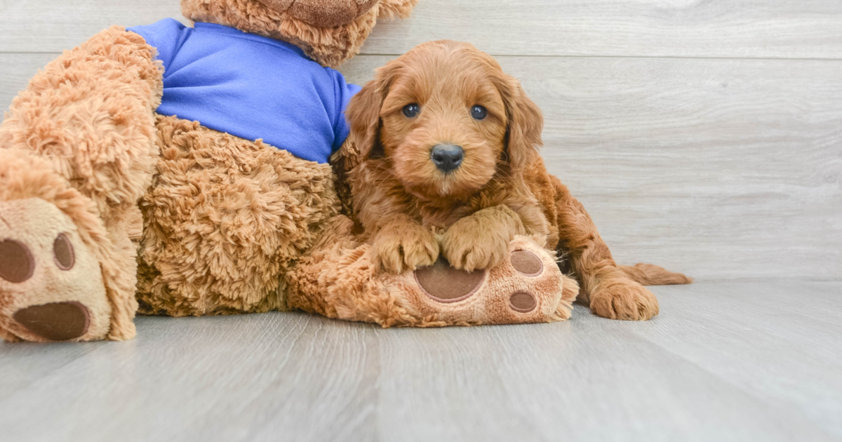 Fluffy Mini Goldendoodle Trevor: 7lb 5oz Doodle Puppy