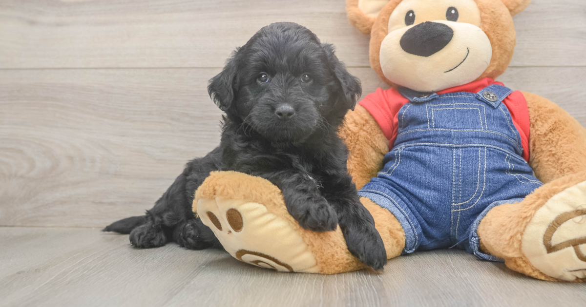 Smart Mini Goldendoodle Trevor: 5lb 14oz Doodle Puppy