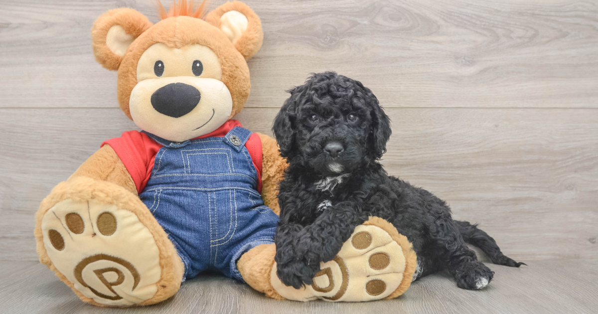 Mini Goldendoodle Trevor: 4lb 15oz Doodle Puppy