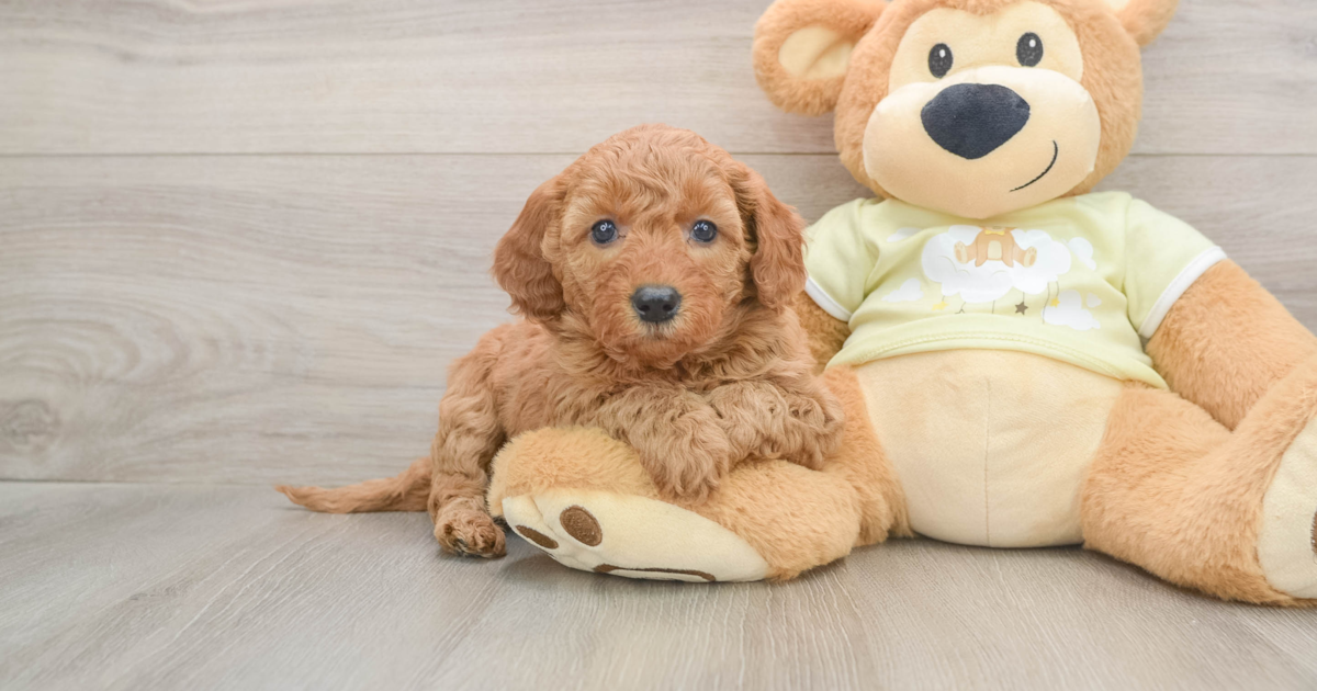 Mini Goldendoodle Vanna: 3lb 15oz Doodle Puppy