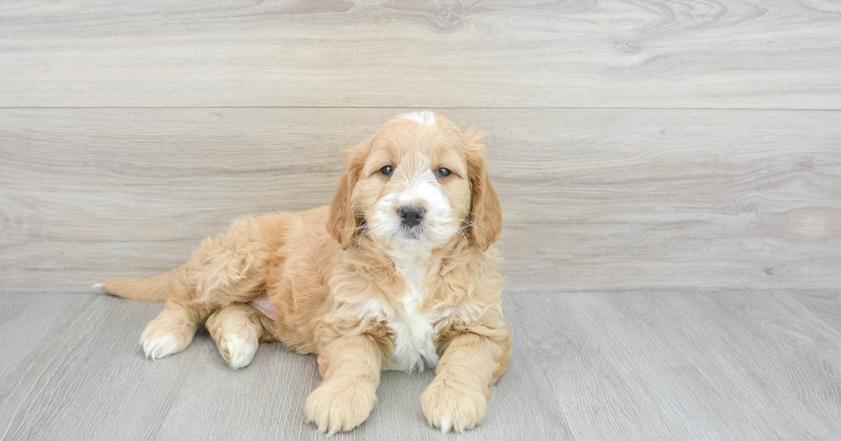 Smart Mini Goldendoodle Vega: 11lb 2oz Doodle Puppy