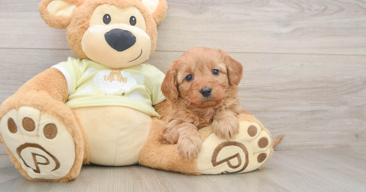 Mini Goldendoodle Vera: 3lb 4oz Doodle Puppy