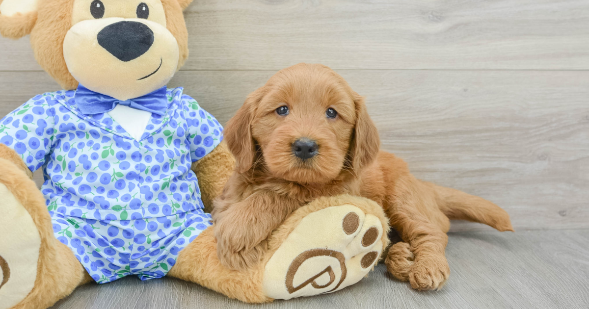 Smart Mini Goldendoodle Vergil: 7lb 1oz Doodle Puppy
