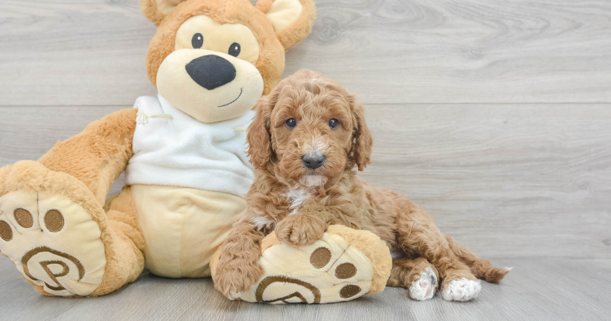 Smart Mini Goldendoodle Vernon: 8lb 8oz Doodle Puppy