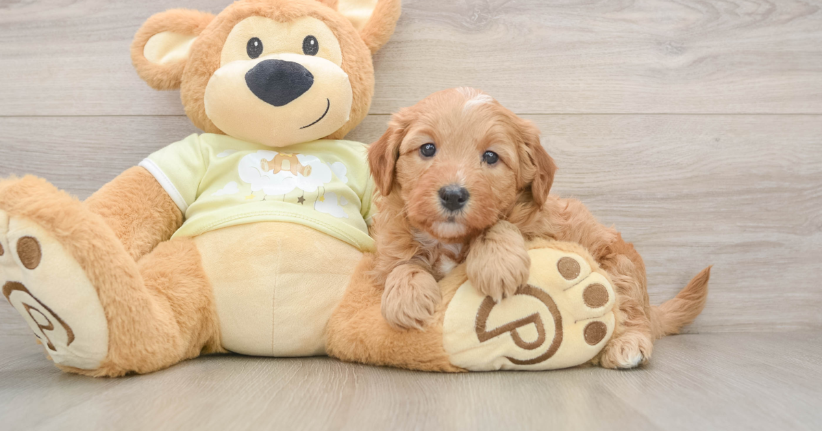 Mini Goldendoodle Vernon: 4lb 10oz Doodle Puppy
