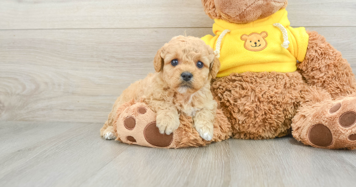 Smart Mini Goldendoodle Wasabi: 4lb 12oz Doodle Puppy