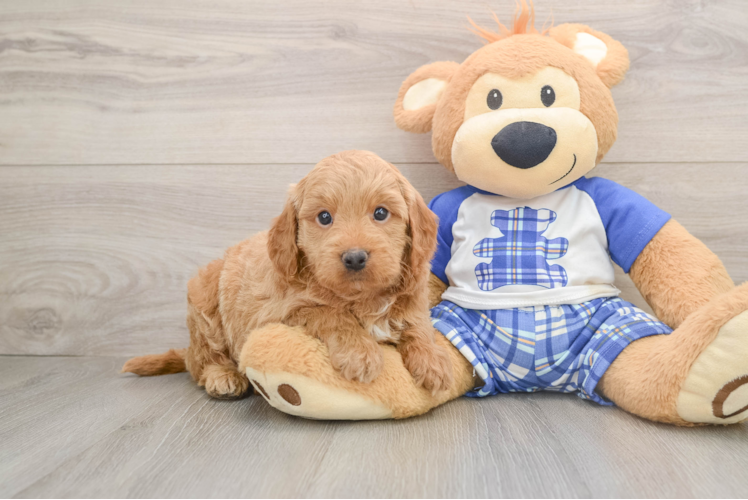 Funny Mini Goldendoodle Whiskey: 4lb 15oz Doodle Puppy