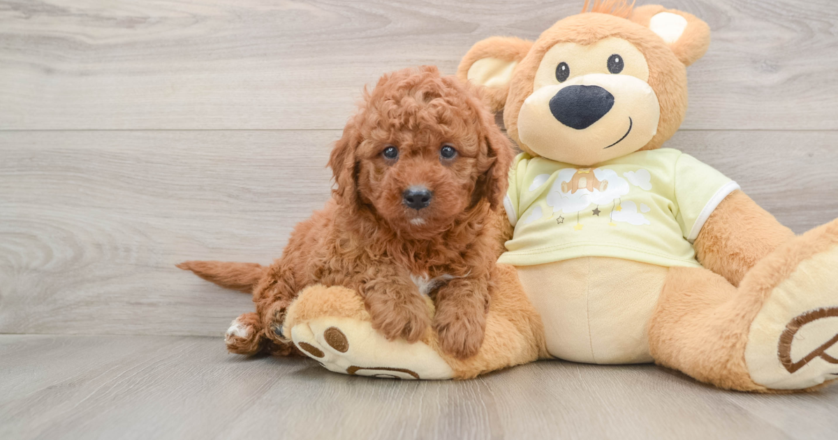 Mini Goldendoodle Wrangler: 4lb 6oz Doodle Puppy