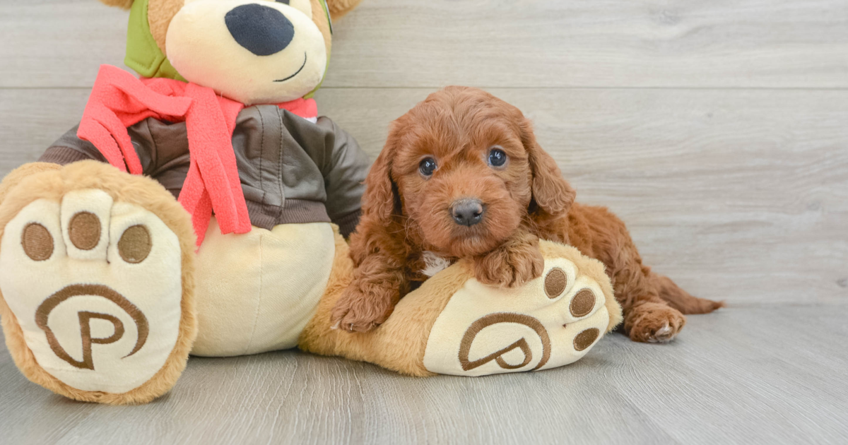 Smart Mini Goldendoodle Yahoo: 7lb 14oz Doodle Puppy