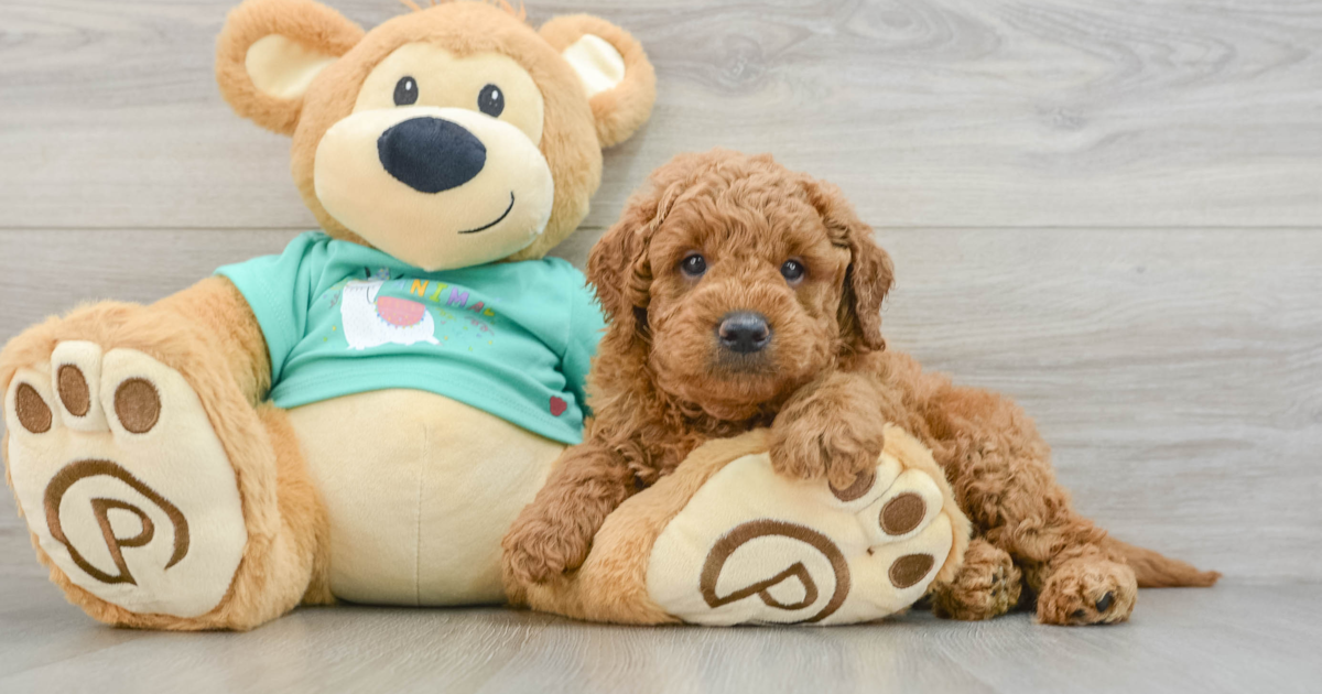 Smart Mini Goldendoodle Zayden: 8lb 9oz Doodle Puppy