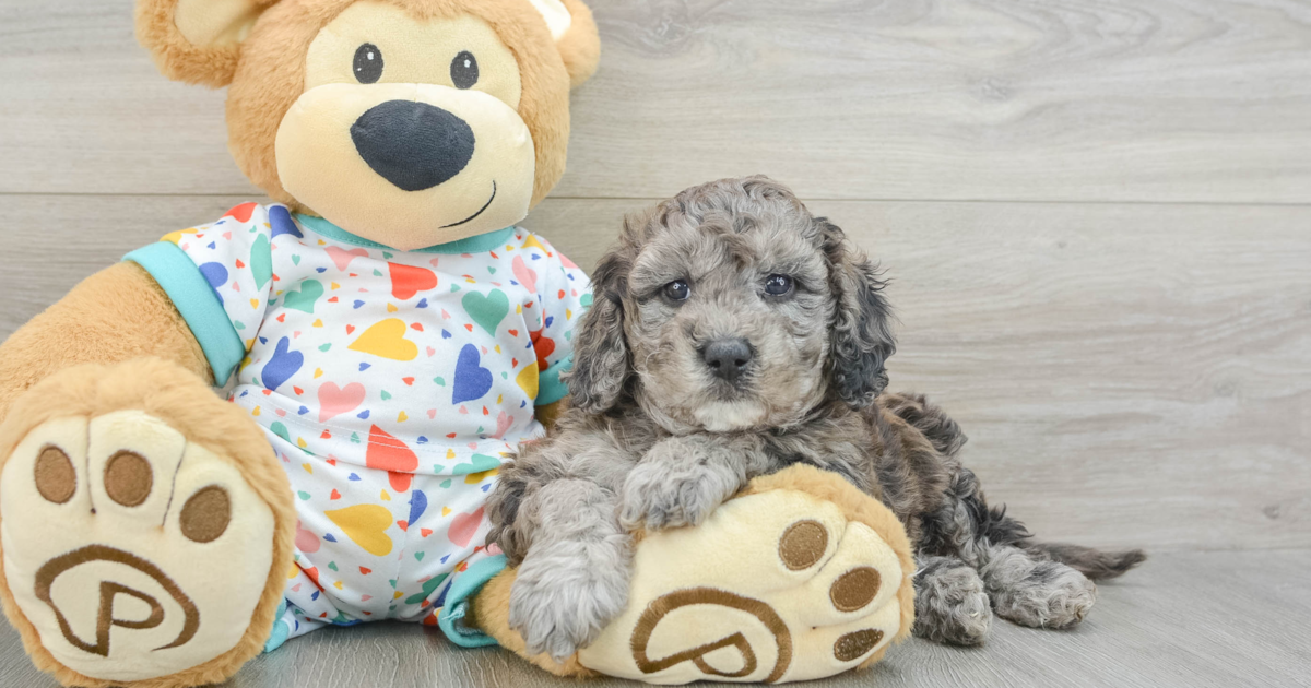 Petite Mini Goldendoodle Zeal: 6lb 15oz Doodle Puppy