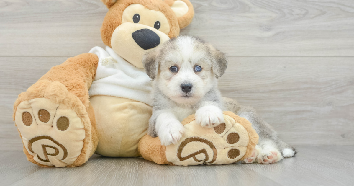 Cute Mini Huskydoodle Allie: 6lb 5oz Doodle Puppy