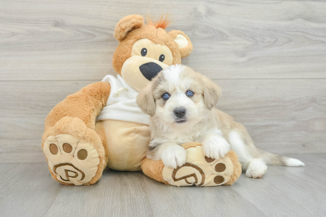 Photo Gallery: Beautiful Mini Huskyoodle Pictures | Premier Pups