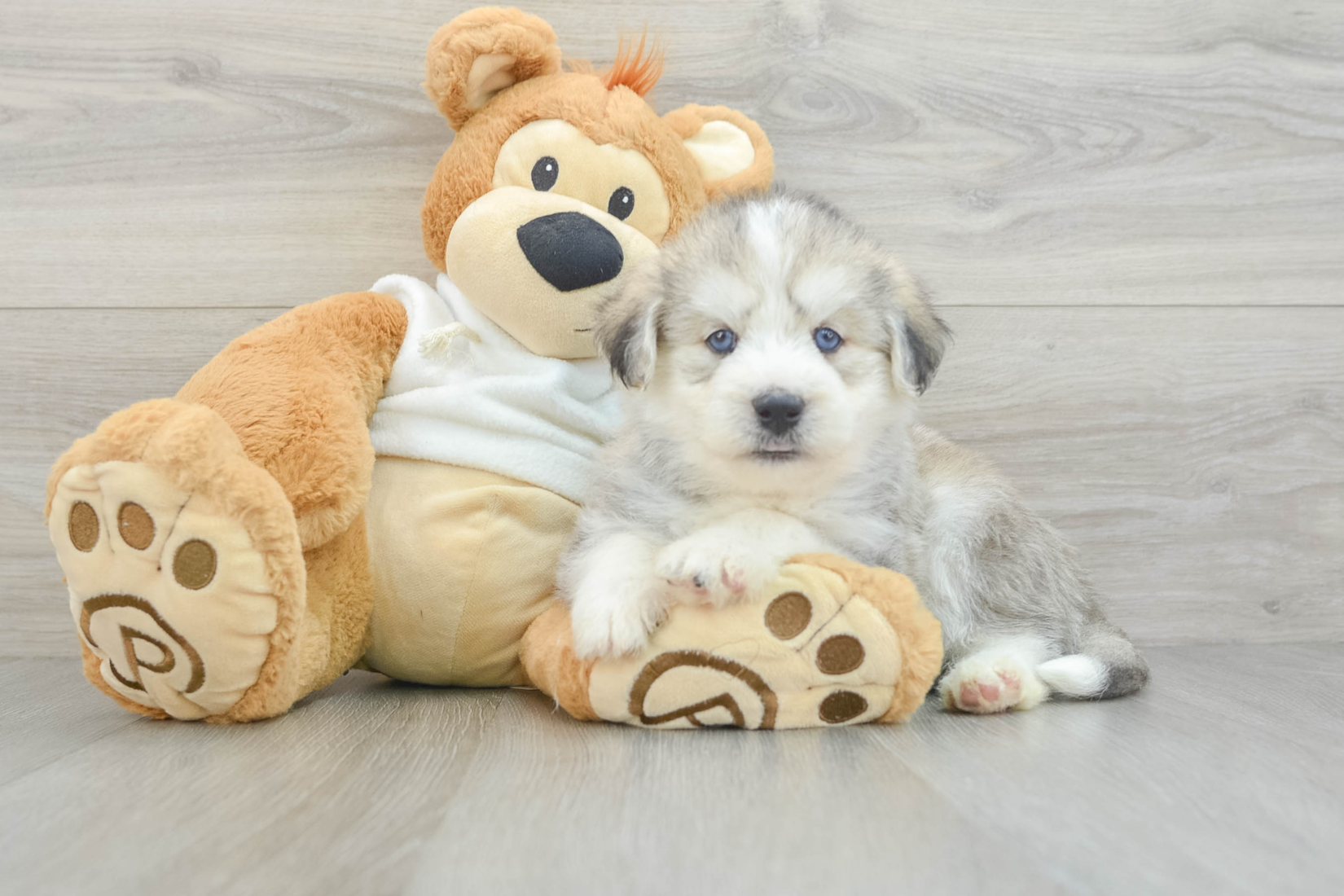 Photo Gallery: Beautiful Mini Huskyoodle Pictures | Premier Pups