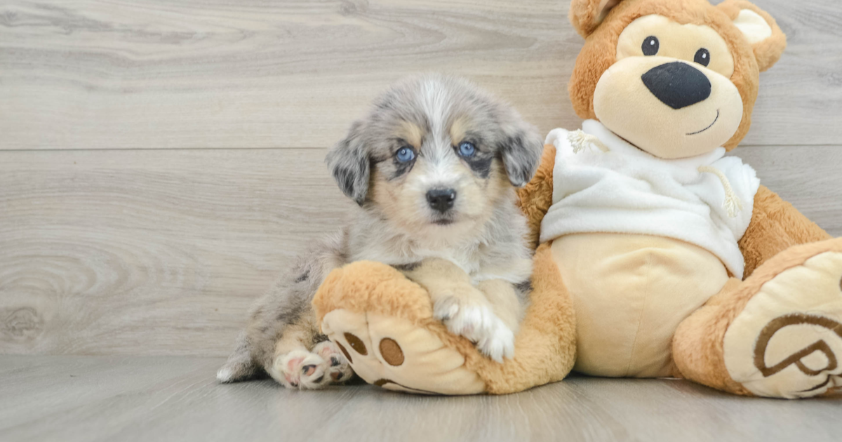 Cute Mini Huskydoodle Ava: 7lb 3oz Doodle Puppy