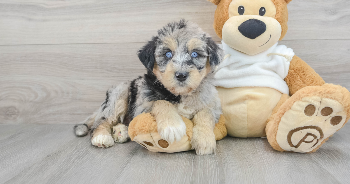 Cute Mini Huskydoodle Axel: 12lb 6oz Doodle Puppy
