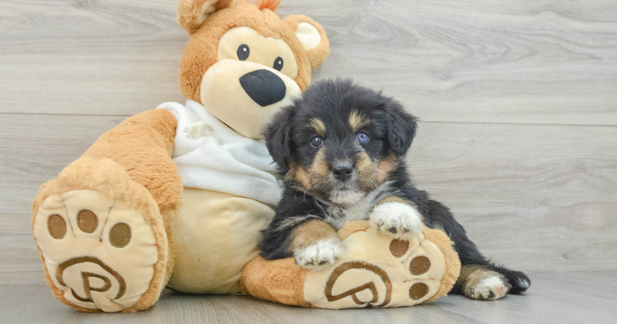 Cute Mini Huskydoodle Axel: 7lb 10oz Doodle Puppy