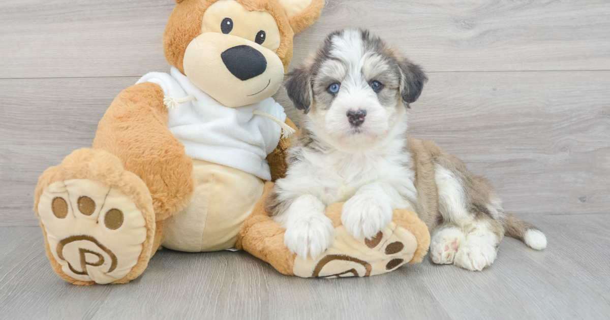 Cute Mini Huskydoodle Azure: 13lb 4oz Doodle Puppy