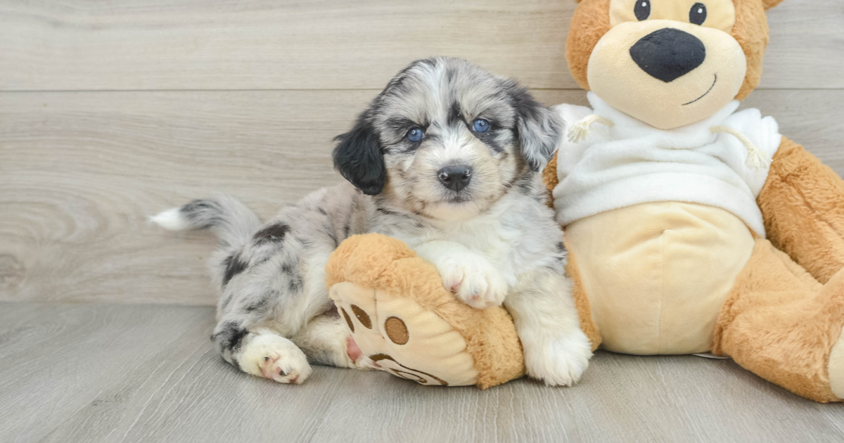 Cute Mini Huskydoodle Azure: 9lb 12oz Doodle Puppy