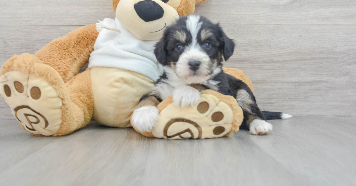 Cute Mini Huskydoodle Eskimo: 7lb 15oz Doodle Puppy