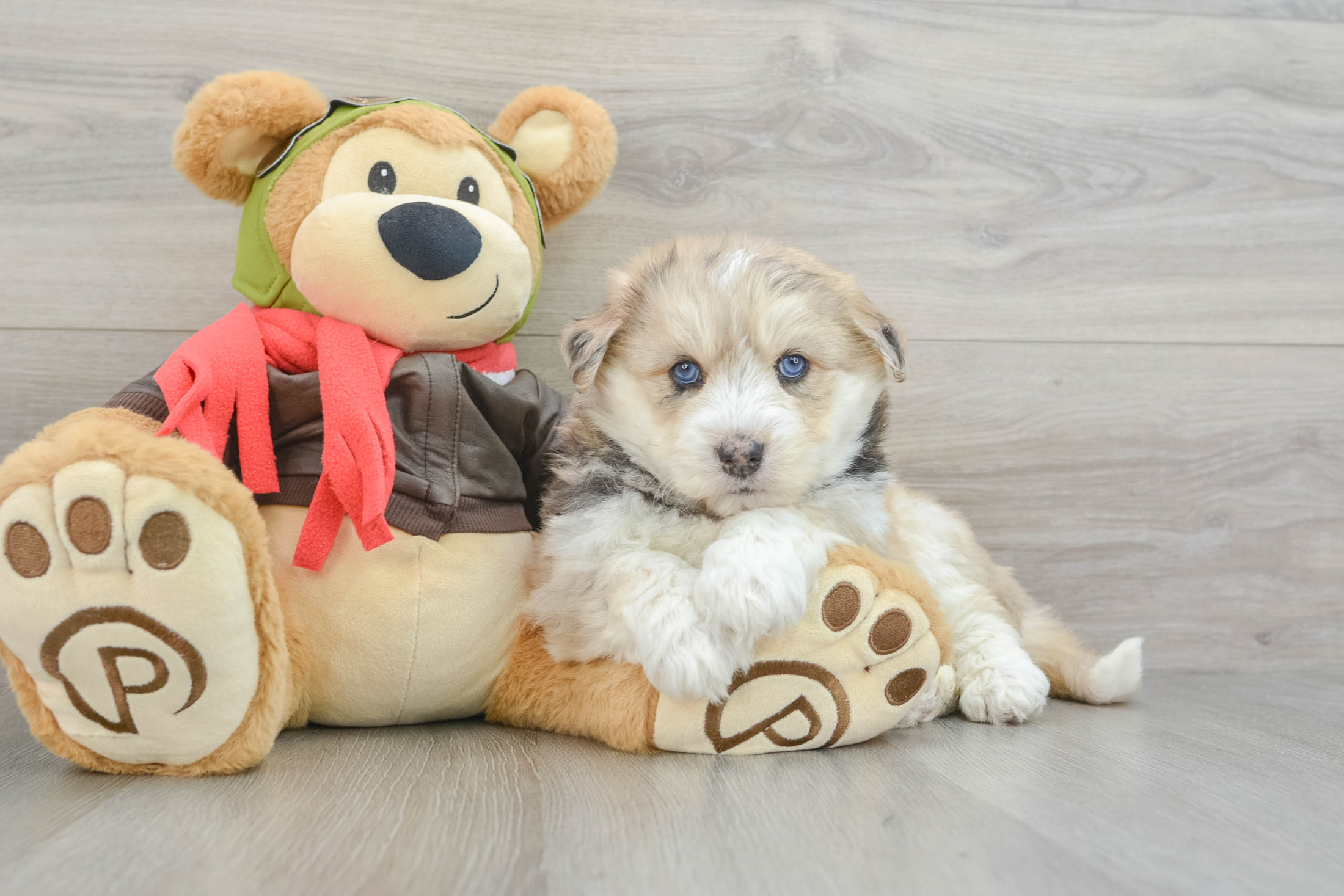 Photo Gallery: Beautiful Mini Huskyoodle Pictures | Premier Pups