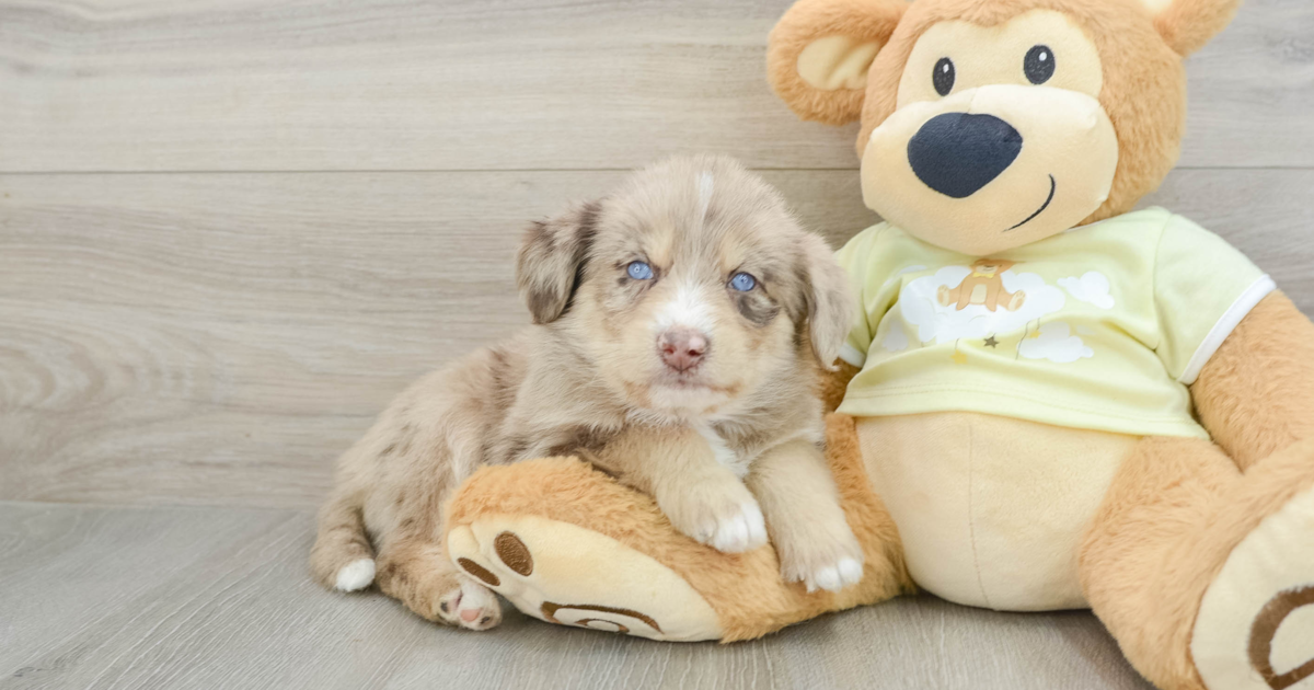 Cute Mini Huskydoodle Juggernaut: 11lb 14oz Doodle Puppy