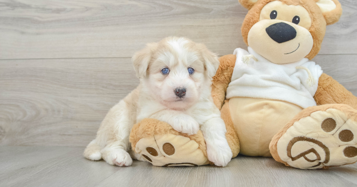 Cute Mini Huskydoodle Julie: 7lb 14oz Doodle Puppy