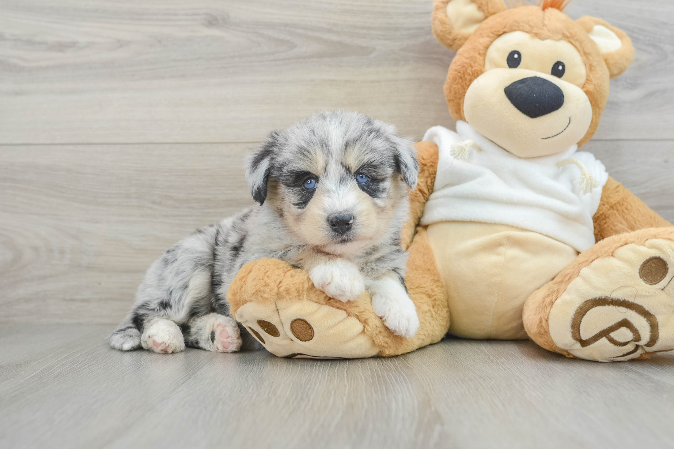 Photo Gallery: Beautiful Mini Huskyoodle Pictures | Premier Pups