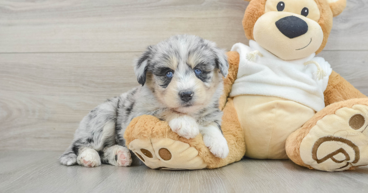 Cute Mini Huskydoodle Juno: 7lb 4oz Doodle Puppy