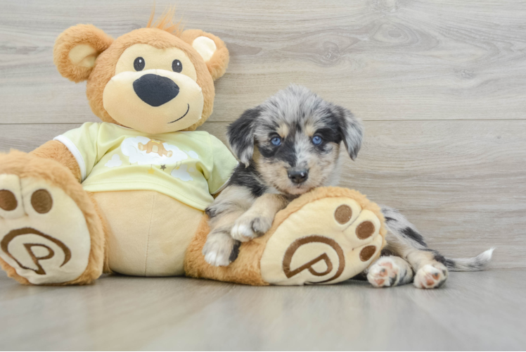 Cute Mini Huskydoodle Juno: 10lb 6oz Doodle Puppy