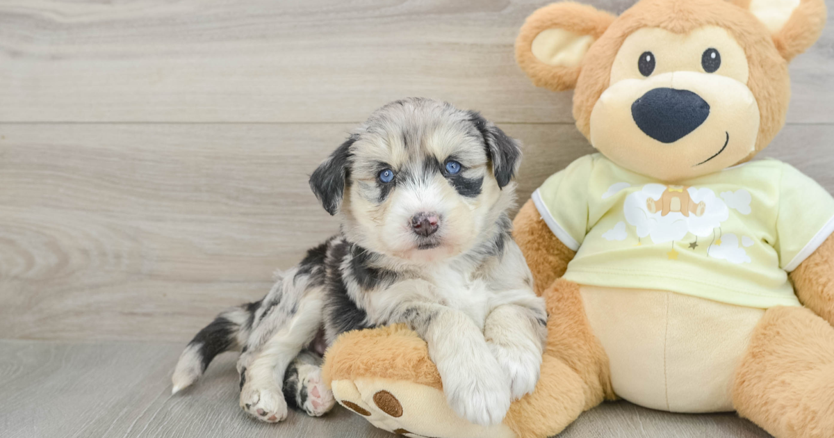 Cute Mini Huskydoodle Lexi: 9lb 13oz Doodle Puppy