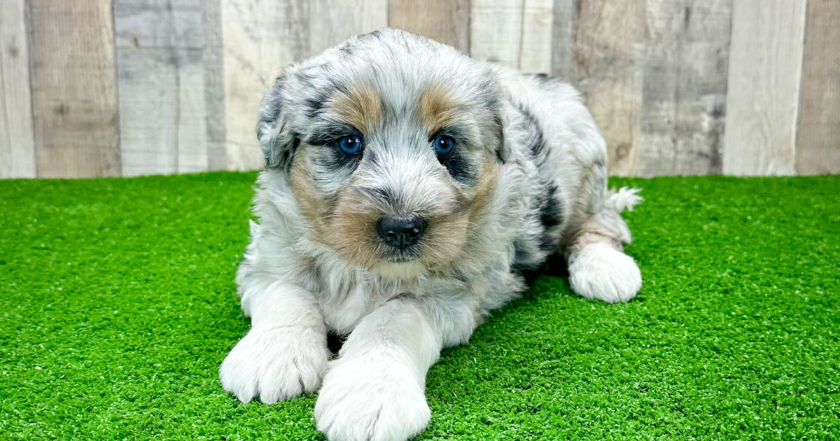 Cute Mini Huskydoodle Lily: 10lb 11oz Doodle Puppy