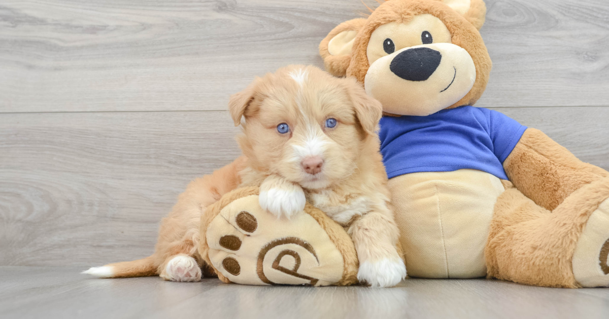 Cute Mini Huskydoodle Lily: 9lb 1oz Doodle Puppy