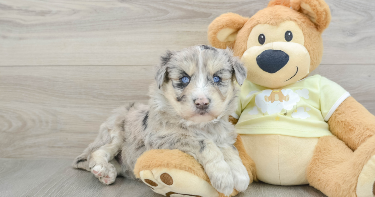 Cute Mini Huskydoodle Lucas: 15lb 8oz Doodle Puppy