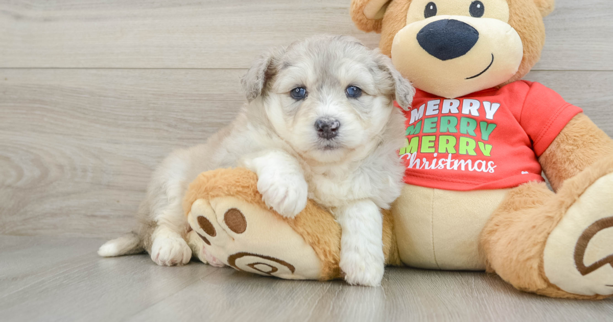 Cute Mini Huskydoodle Luna: 9lb 12oz Doodle Puppy