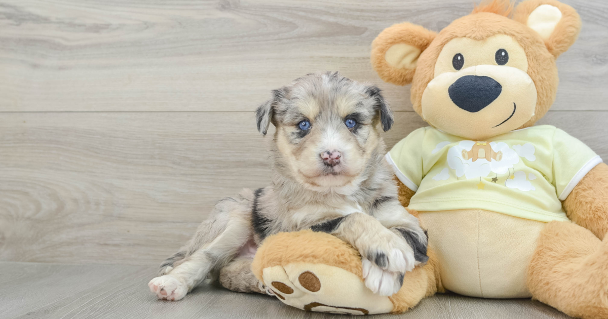 Cute Mini Huskydoodle Luna: 10lb 9oz Doodle Puppy