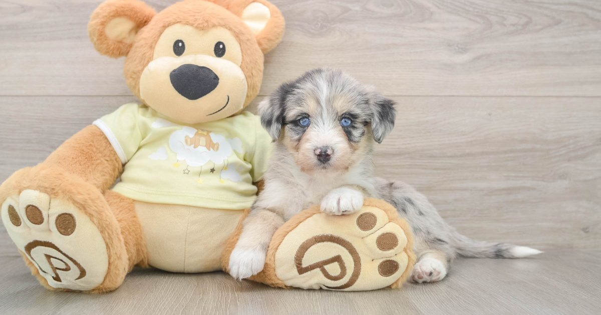 Cute Mini Huskydoodle Luna: 9lb 7oz Doodle Puppy