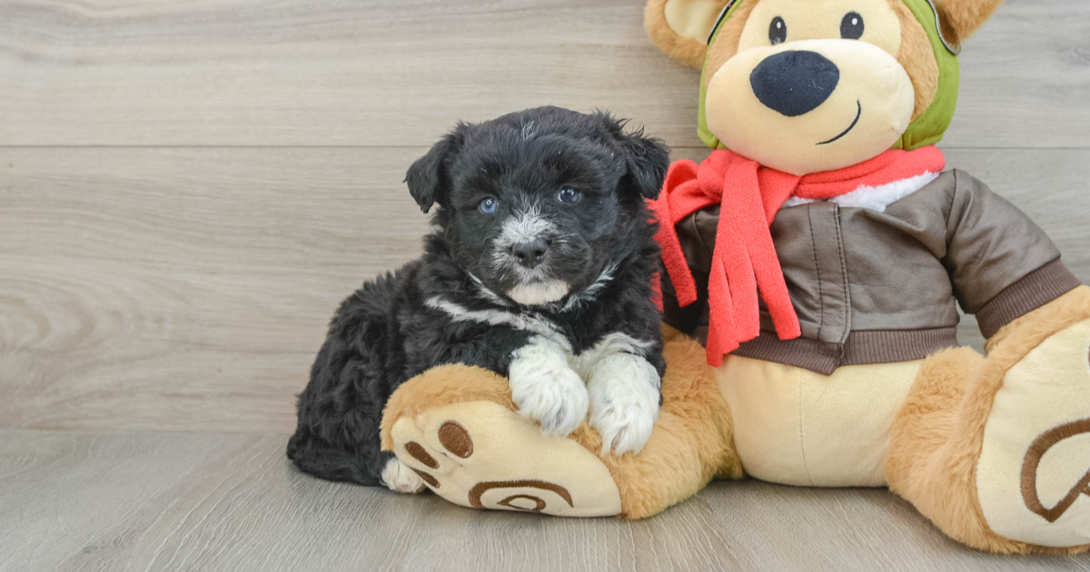 Cute Mini Huskydoodle Mackenzie: 5lb 15oz Doodle Puppy