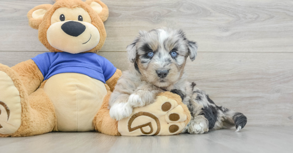Cute Mini Huskydoodle Maverick: 10lb 10oz Doodle Puppy