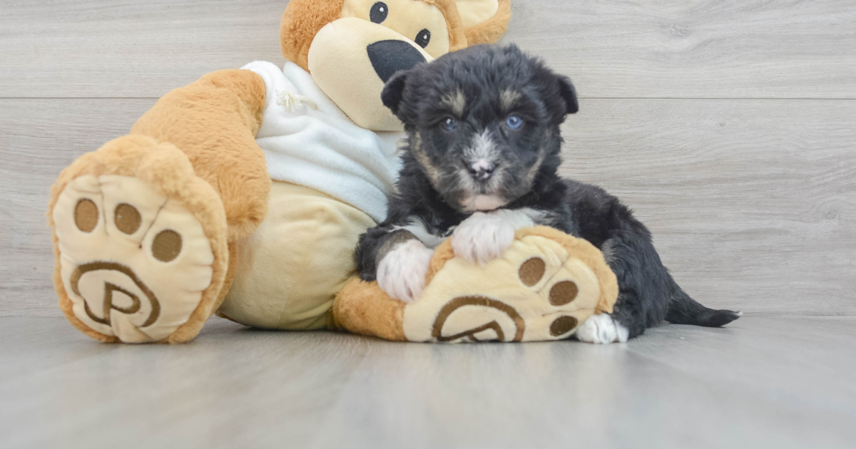 Cute Mini Huskydoodle Maximus: 8lb 11oz Doodle Puppy