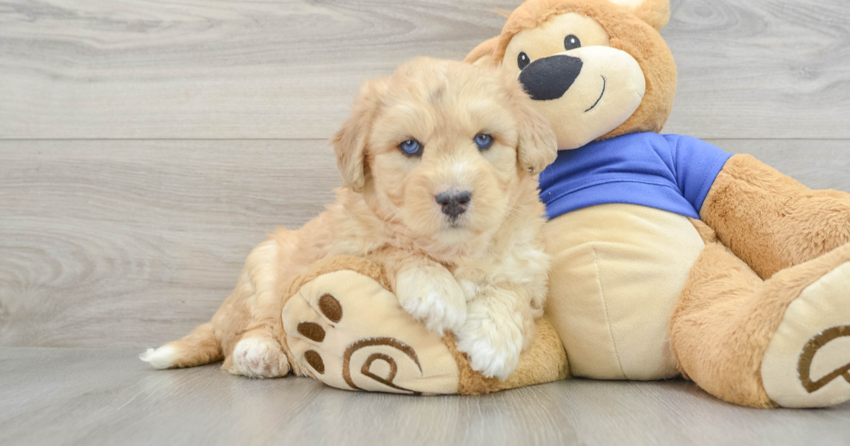 Cute Mini Huskydoodle Maximus: 12lb 4oz Doodle Puppy