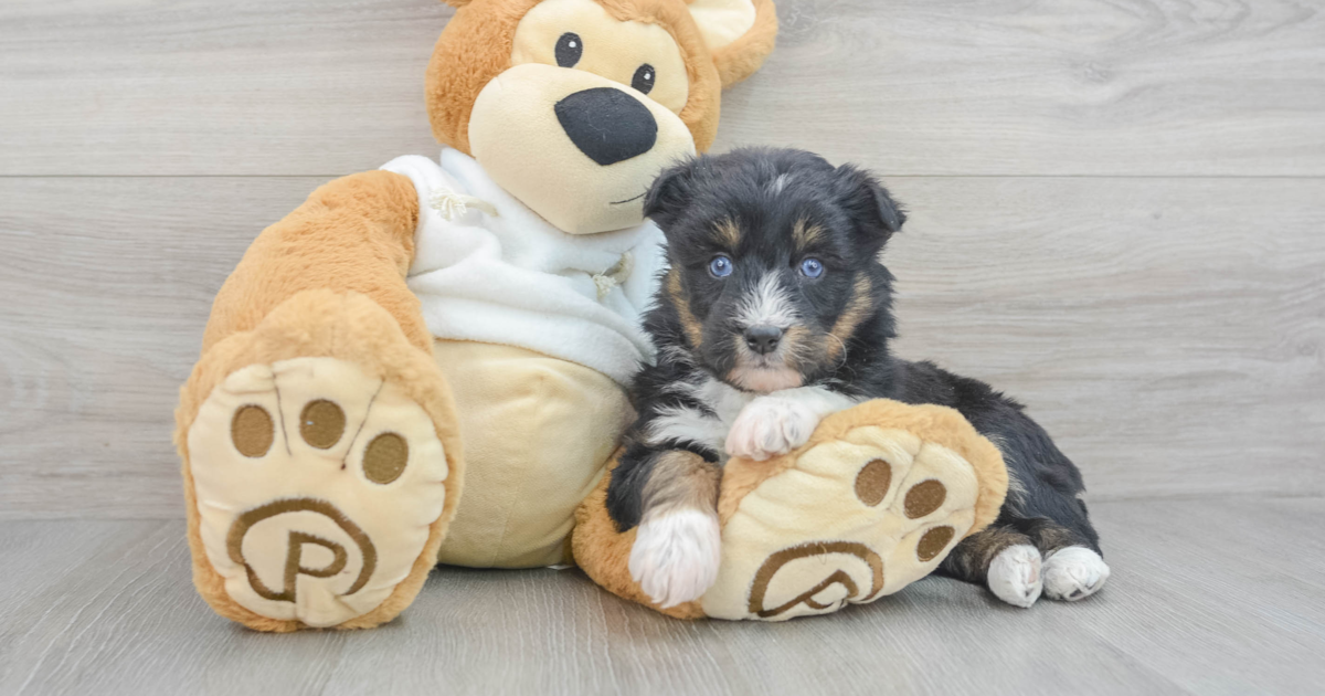 Cute Mini Huskydoodle Meg: 7lb 1oz Doodle Puppy
