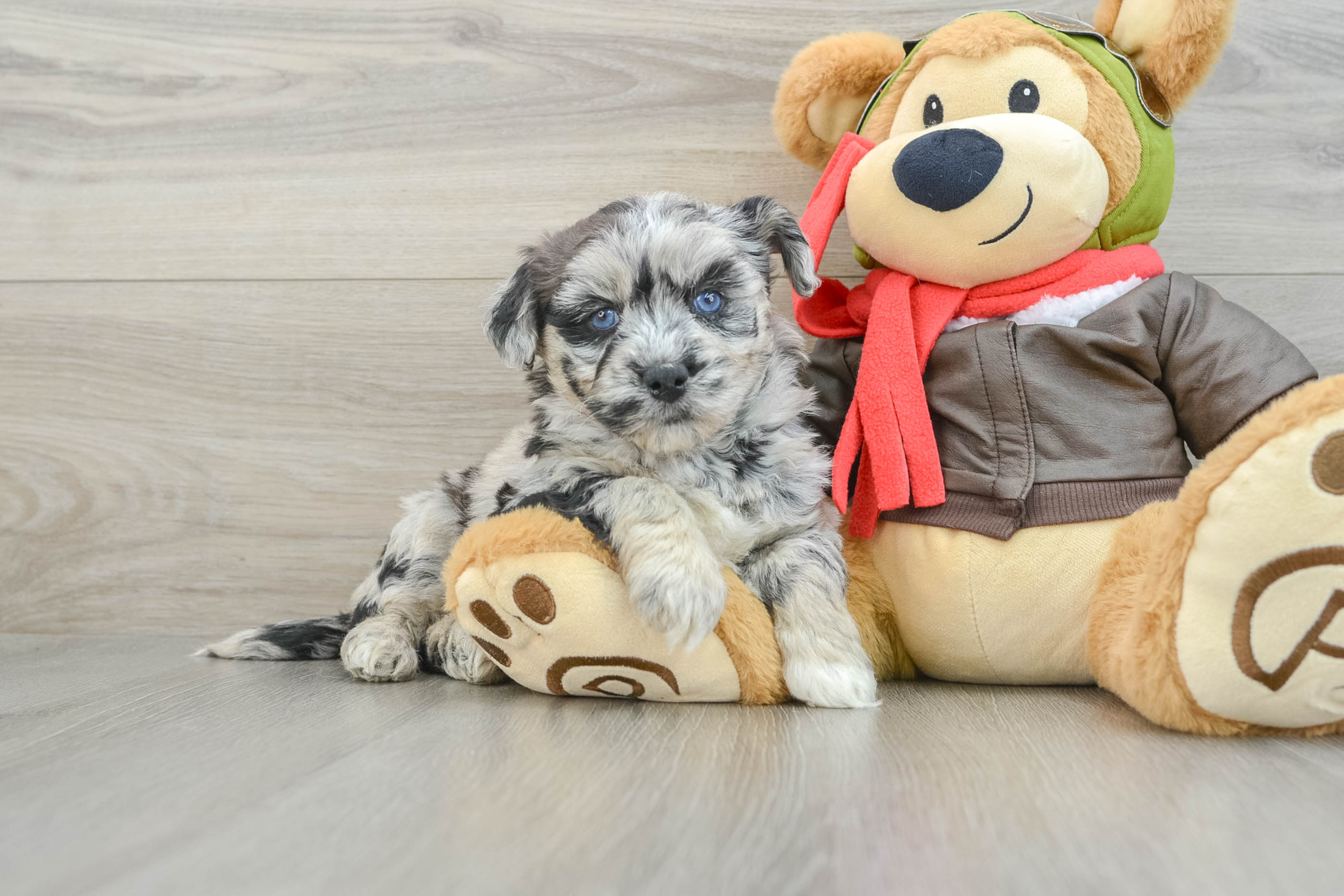 Photo Gallery: Beautiful Mini Huskyoodle Pictures | Premier Pups