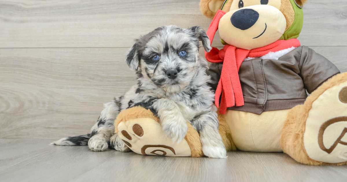 Cute Mini Huskydoodle Meg: 7lb 2oz Doodle Puppy