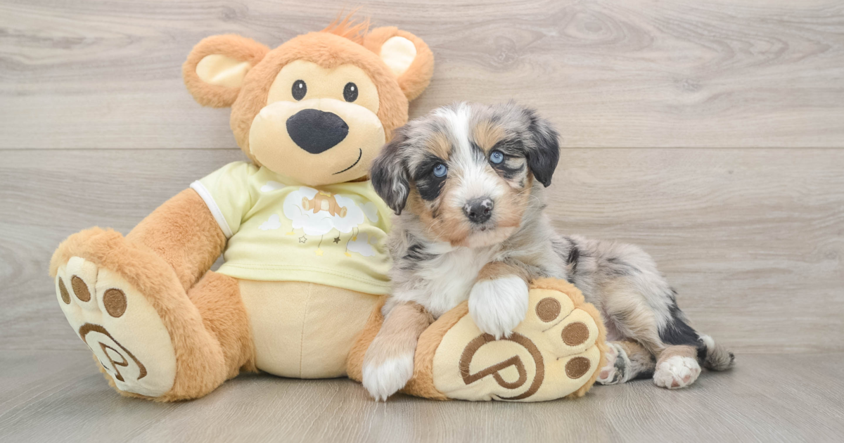Cute Mini Huskydoodle Mojo: 10lb 12oz Doodle Puppy