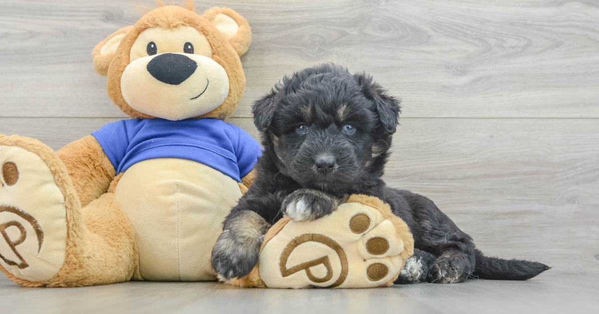 Cute Mini Huskydoodle Morocco: 8lb 9oz Doodle Puppy