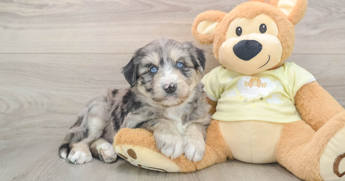 Cute Mini Huskydoodle Morocco: 14lb 13oz Doodle Puppy